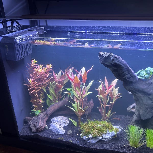 Finnex Stingray Original LED Light Riser, Attractive Stable Elevated ...