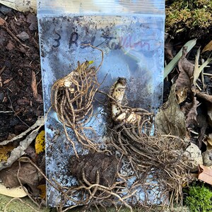3 Lady Ferns Bare Root Athyrium Filix-femina Woodland - Etsy