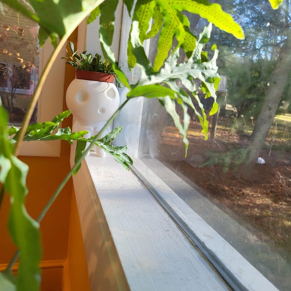 Kodama Planter - Studio Ghibli Inspired Indoor Pot - Princess Mononoke ...