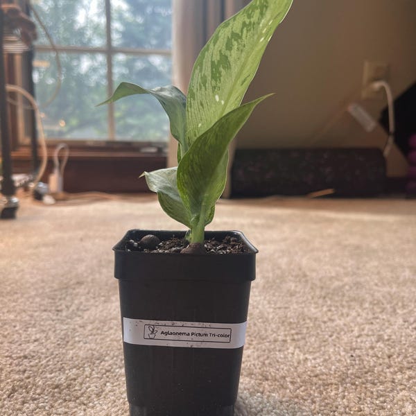Aglaonema Pictum Tricolor 3 Starter Plant ALL Plants Require You to Purchase ANY 2 Plants - Etsy