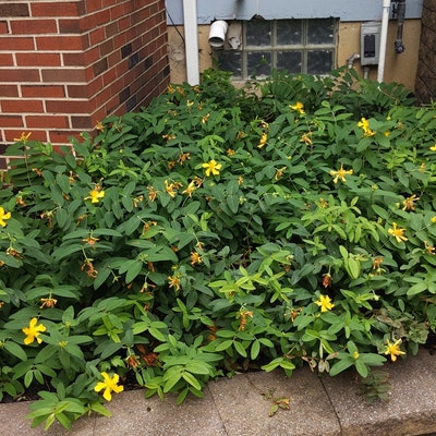 Creeping St Johns Wort/ Aaron's Beard/ Hypericum Calyinum in 4 Inch ...