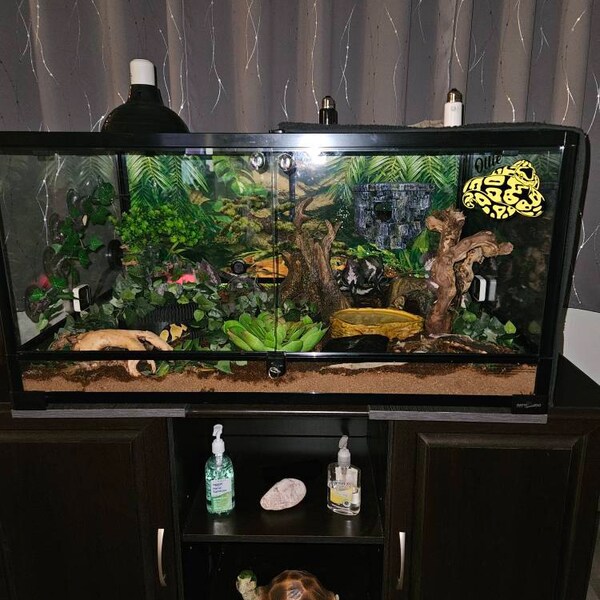 Ball Python Custom Name Decal | Pied Ball Python - Etsy