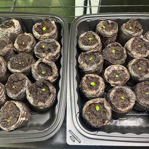 Viola Seeds 50 Seeds Viola Colormax Berry Pie - Etsy