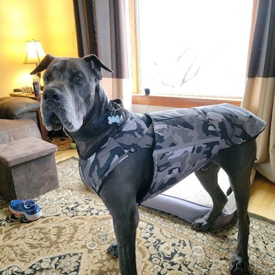 Great Dane Extra Warm Winter Dog Coat Dog Jacket With Underbelly ...