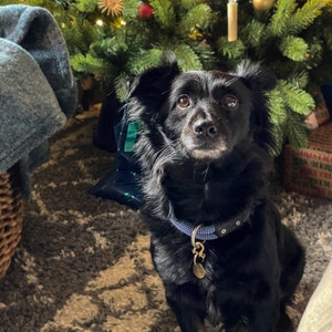 NICO Small: Luxury Hand Stamped Personalized Custom Pet ID Tags for ...