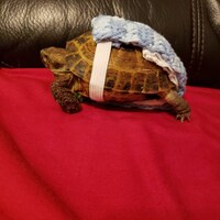 Teal, White and Orange Tortoise Diaper - Etsy