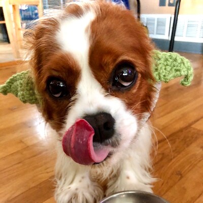 Baby Yoda Snood Cavalier Spaniel Snood Cocker English Toy Spaniel Snood ...
