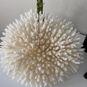 Beach Decor Table Coral Coral Seashells Beach Decor Coastal Home Decor ...
