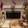 Yellow Lab Dog Stocking Personalized Needlepoint Christmas Stockings ...