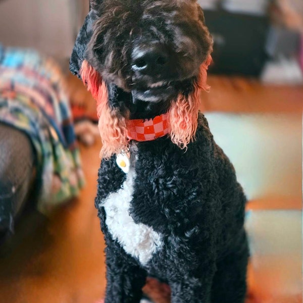 Acrylic Egg Pet Tag, Custom Egg Tag, Egg Pet ID, Fried Egg ID Tag - Etsy