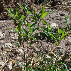 Bush Cherry (2 Pack), Prunus Beseyi, Hansen's Bush Pie Cherry Tree ...