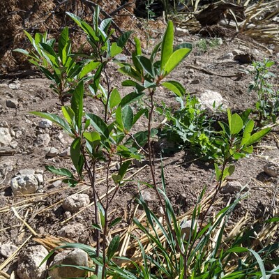 Bush Cherry 2 Pack, Prunus Beseyi, Hansen's Bush Pie Cherry Tree ...