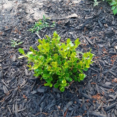 Japanese Boxwood, Wintergreen Boxwood, Boxwood Hedge, Live, Boxwood ... Japanese Boxwood, Wintergreen Boxwood, Boxwood Hedge, Live, Boxwood ...