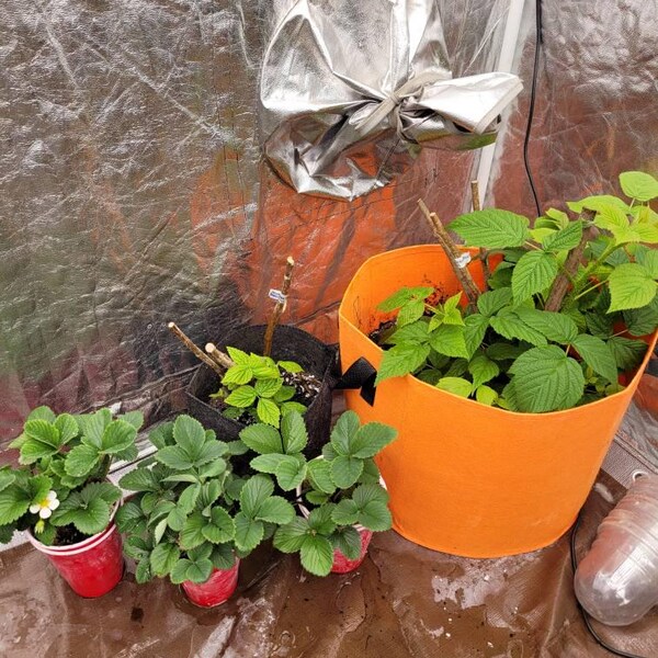 3 Raspberry Plants "heritage" Everbearing, Red(3 Large, 1 Year Old ...