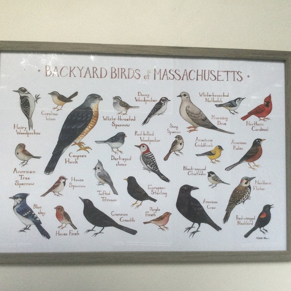 Massachusetts Backyard Birds Field Guide Art Print / Watercolor ...