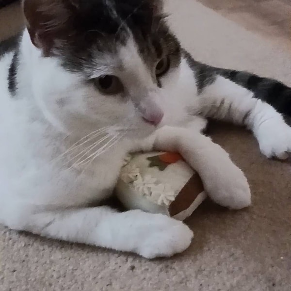 Corn Dog Cat Toy - Etsy