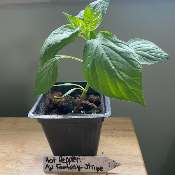 Purple Peach Carolina Reaper Rare Pepper Seeds Premium Packet - Etsy