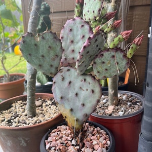 Santa Rita Prickly Pear purple Cactus - Etsy