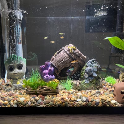 X2 Subwassertang Moss on Cholla Wood Shrimp Hideout & Betta Aquarium ...