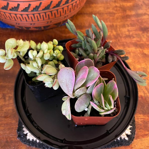 Weeping Jade, Trailing Jade, Variegated Succulent, Home Decor Plant ...