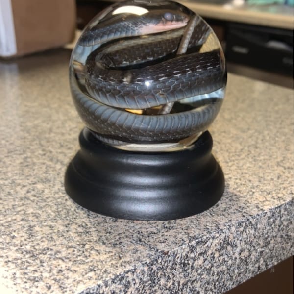 Real Garter Snake Wet Specimen | Serpent Ethical Taxidermy | Preserved ...