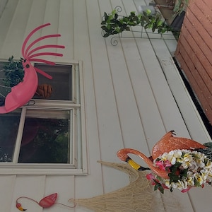 Oliver Orange Parrot With Bright Blue Beak and Multi-colored Tail. the ...