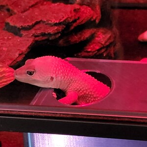 Leopard Gecko Moist Hide / Lay Box - Etsy
