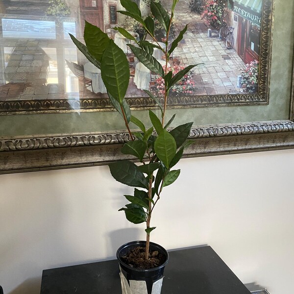 Rlc. Sung Ya Green 'mailman' (2.5” Pot) - Etsy