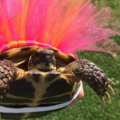 Tortoise Tutu Small Animal Tutu Tutu - Etsy