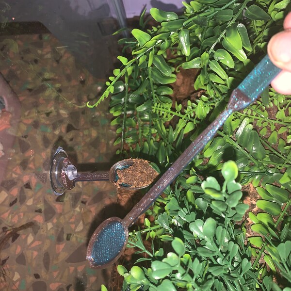 Stroodies Spoons for Crested Geckos (includes Suction Cups) - Etsy