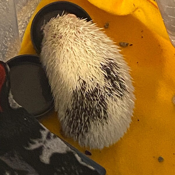Ceramic Hedgehog Food and Water Bowls. Noms and Slurp Bowls. - Etsy Canada