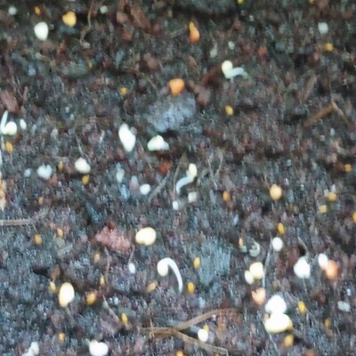 Non-gmo 20pcs Rare Twin Roses Seeds Heirloom Variety With Stunning ...