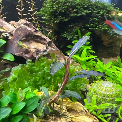 BUY 2 GET 1 FREE Bucephalandra Buce Godzilla Kedagang Red Easy Live ...