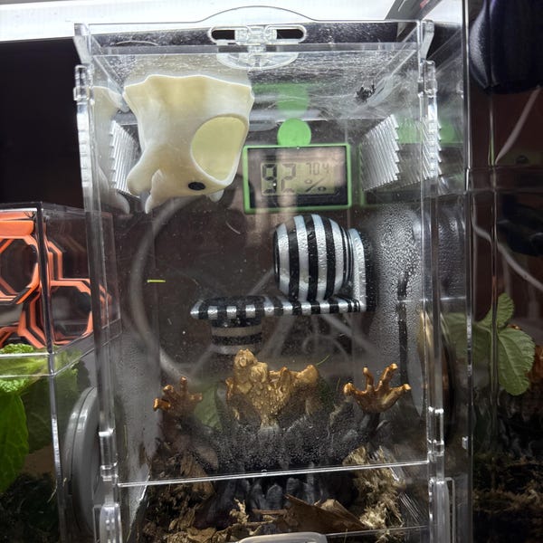 Iridescent Tri-finity Magnetic Jumping Spider Hide built in Magnet - Etsy