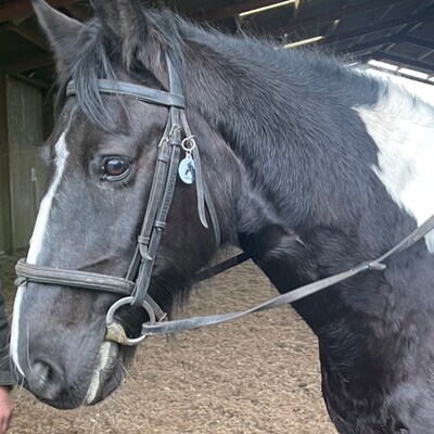 Equestrian Horse ID Tag Personalised Horse Bridle Tag Horse Gift Equine ...