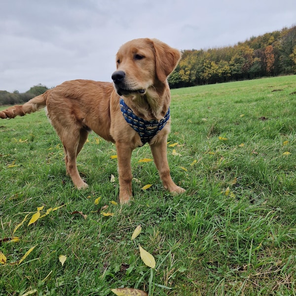 Dusty Pink Wedding Dog Tuxedo Wedding Pet Tuxedo Bandana Optional ...