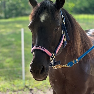 Personalized Nylon Sheep Halter - Etsy