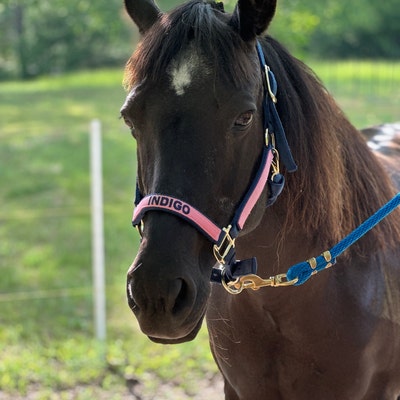 Personalized Nylon Sheep Halter - Etsy