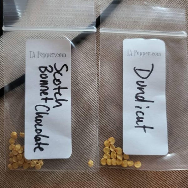 25+ Dundicut Pepper Seeds -isolated -padded Envelope Shipping, Tracking ...