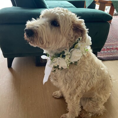 Dog Flower Garland,silk Flower Wedding Collar, White Ribbon Sash Neck ...