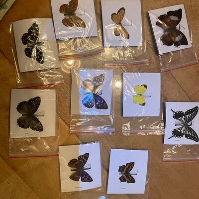 5-100PCS Real Butterfly Specimen Taxidermy Insect Butterflies Decor ...