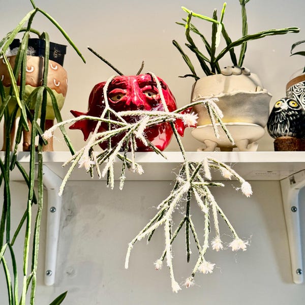 Rhipsalis Cereuscula, Rice Cactus, Coral Cactus Plants 4” Pot and 4 ...