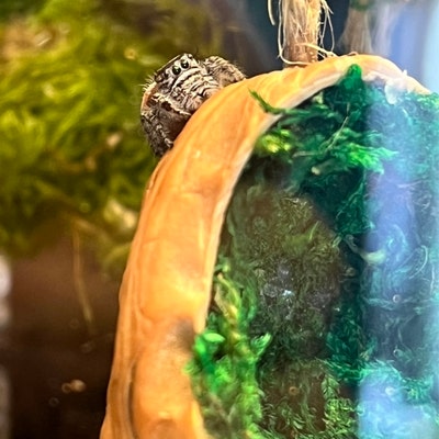 Jumping Spider Sign Post Spooder Lives Here, Spider Hideout Accessories ...