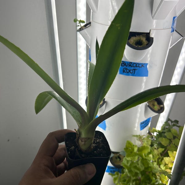 2 LIVE Colocasia Esculenta Root Bulbs for Planting, Elephant Ear, Taro ...