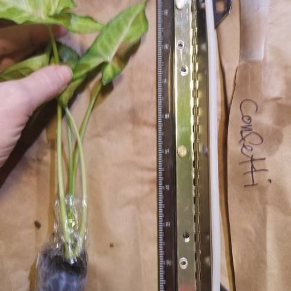 Syngonium “confetti” Starter Plant **(ALL Starter Plants Require You to ...