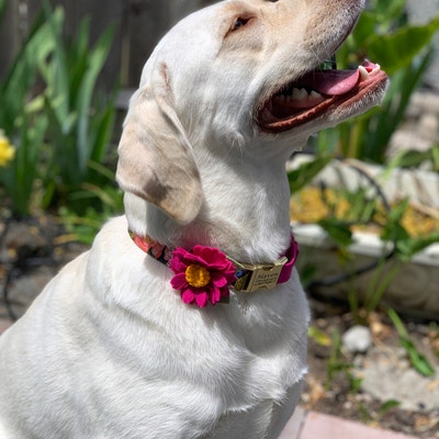 Rifle Paper Co Print Dog Collars 9 Cute Floral Trendy Patterns No ...