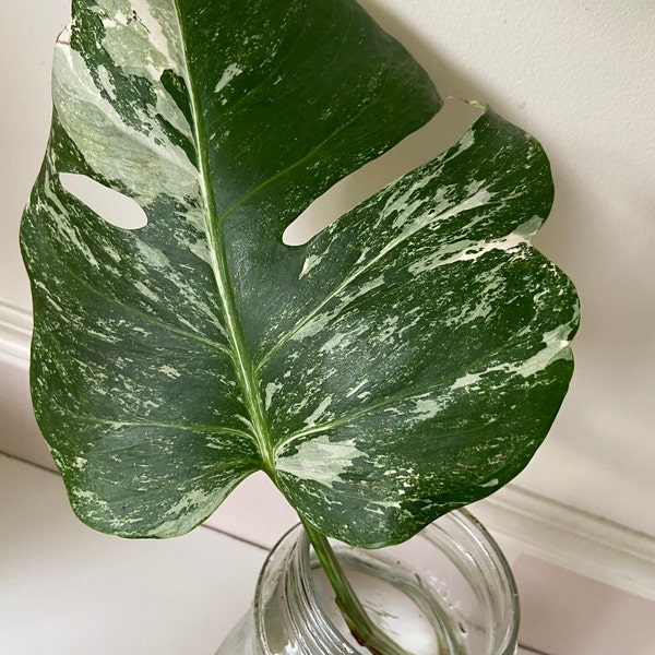 Variegated Monstera Wet Stick -this Wet Stick Selected Randomly From ...
