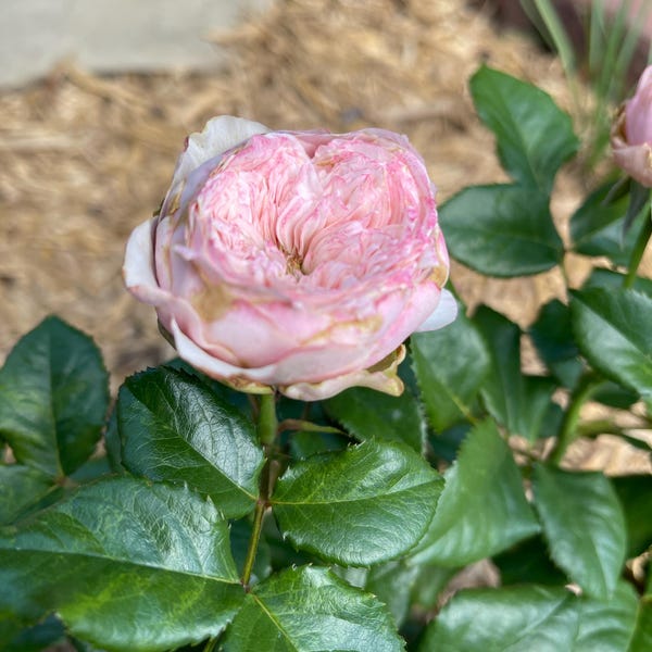 Princess Butterfly Kenya Florist Shrub Rose, 蝴蝶公主, 2-year-old Own Root ...