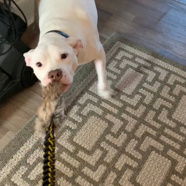 Paws Made Bunny Bungee Rabbit Fur Dog Tug High Reward Agility Flyball ...