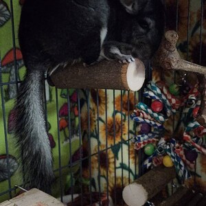 Chinchilla Ledge / Steps / Ramp Mounting Hardware - Etsy